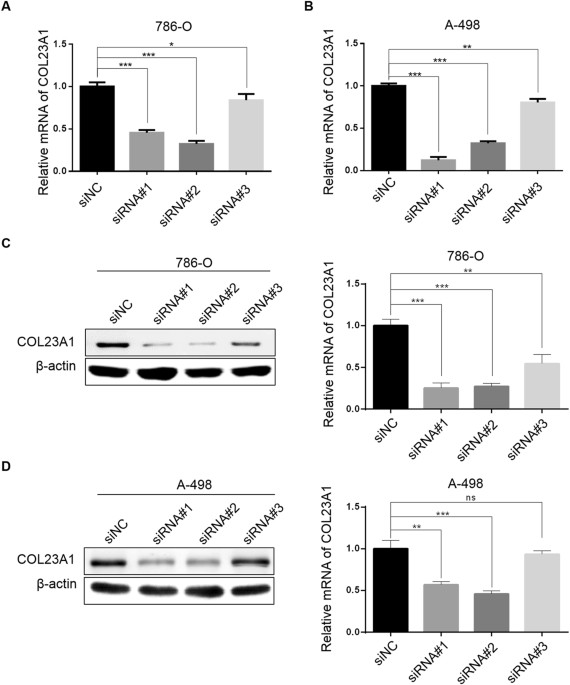 The Oncogenic Role of COL23A1 in Clear Cell Renal Cell Carcinoma ...