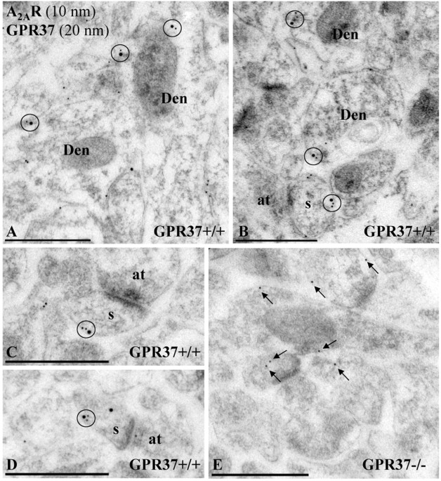 The Parkinson’s disease-associated GPR37 receptor interacts with ...