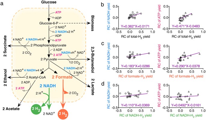 Perturbation of formate pathway and NADH pathway acting on the ...