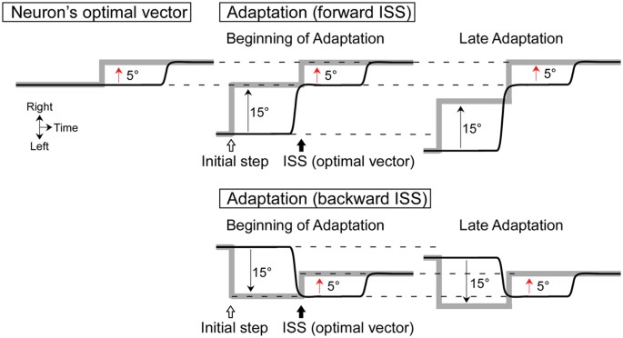 Change in sensitivity to visual error in superior colliculus during ...