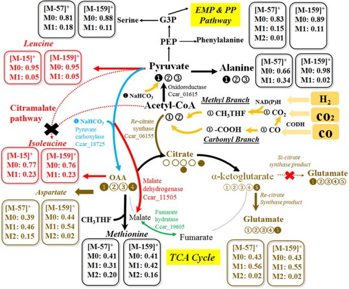 Deciphering Clostridium metabolism and its responses to bioreactor mass ...