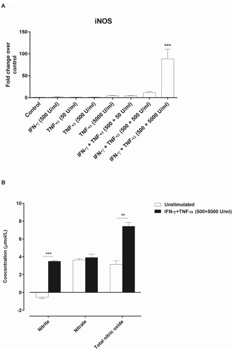 Co-encapsulation and co-transplantation of mesenchymal stem cells ...