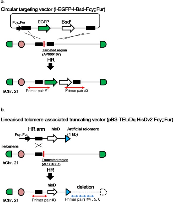 CRISPR/Cas9-induced transgene insertion and telomere-associated ...