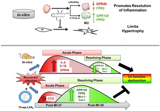 Resolution Agonist 15-epi-Lipoxin A 4 Programs Early Activation of ...