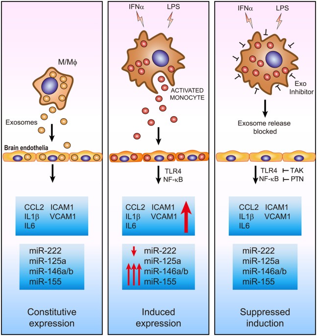 Immune activated monocyte exosomes alter microRNAs in brain endothelial ...