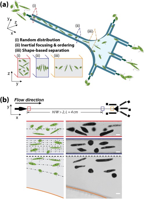 Shape-based separation of microalga Euglena gracilis using inertial microfluidics | Scientific ...