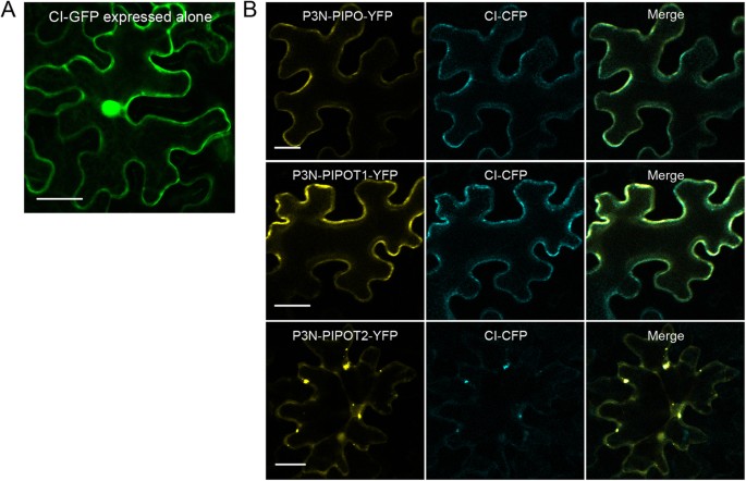 Dissecting the Molecular Mechanism of the Subcellular Localization and ...