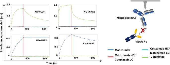 Semi-synthetic vNAR libraries screened against therapeutic antibodies ...