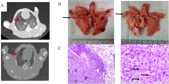 Enhanced antitumor effect on intrapulmonary tumors of docetaxel lung ...