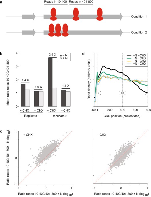 Effects of cycloheximide on the interpretation of ribosome profiling ...
