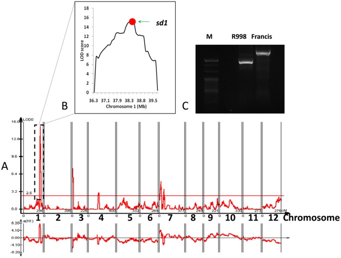 QTL mapping using an ultra-high-density SNP map reveals a major locus for grain yield in an ...