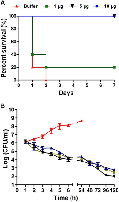 Endolysin LysEF-P10 shows potential as an alternative treatment ...