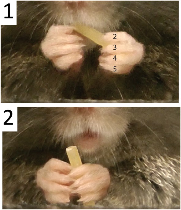 The syntactic organization of pasta-eating and the structure of reach ...