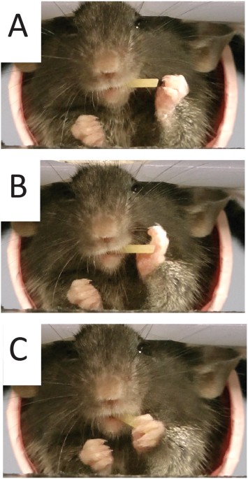 The syntactic organization of pasta-eating and the structure of reach ...