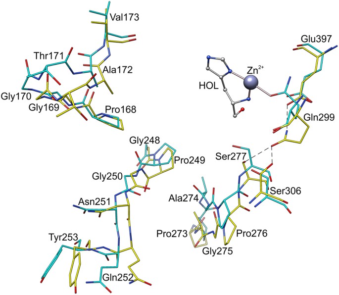 Structures of Medicago truncatula L-Histidinol Dehydrogenase Show ...