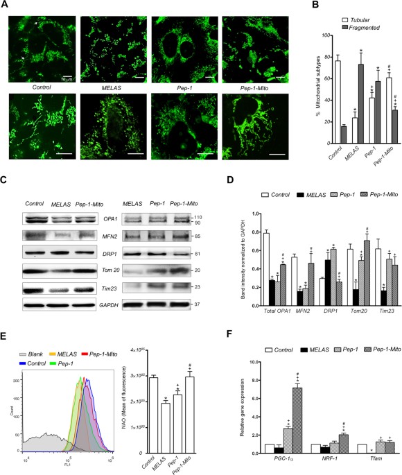 Peptide-mediated delivery of donor mitochondria improves mitochondrial ...