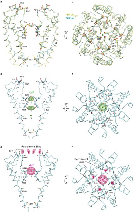 Swapping of transmembrane domains in the epithelial calcium channel ...