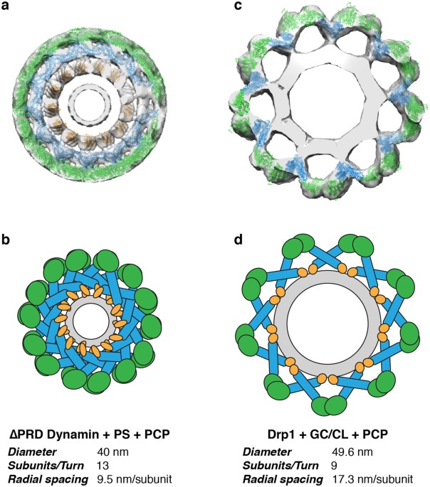 Cryo-EM Studies of Drp1 Reveal Cardiolipin Interactions that Activate ...