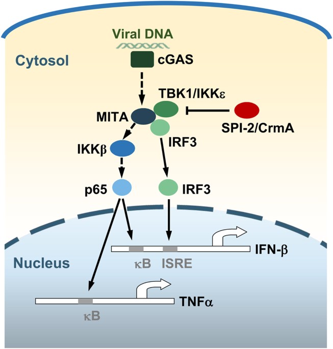 SPI-2/CrmA inhibits IFN-β induction by targeting TBK1/IKKε | Scientific Reports
