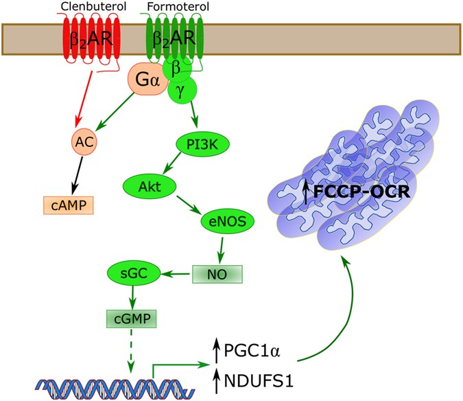 Structural and pharmacological basis for the induction of mitochondrial ...