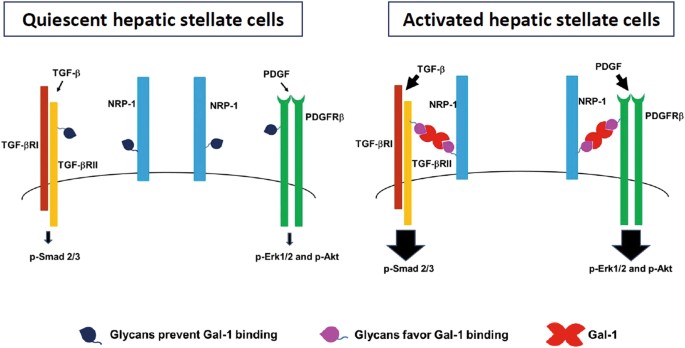 Glycosylation-dependent galectin-1/neuropilin-1 interactions promote ...