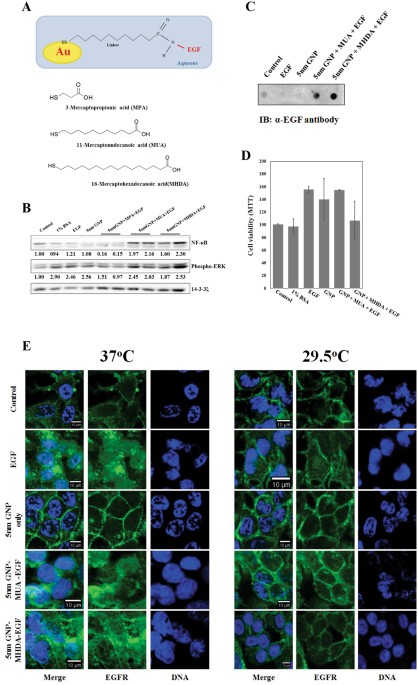 Selective uptake of epidermal growth factor-conjugated gold ...