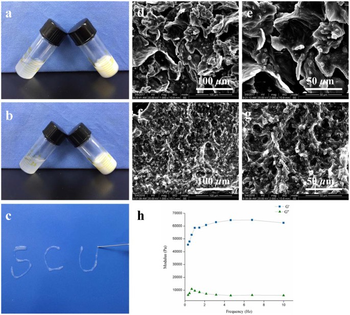 Injectable and thermosensitive TGF-β1-loaded PCEC hydrogel system for ...