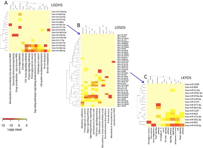 MiRNA-target network analysis identifies potential biomarkers for ...