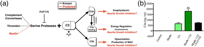 Complement Protein C3 Suppresses Axon Growth and Promotes Neuron Loss ...