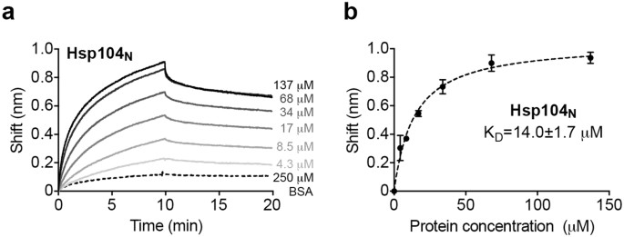 Overlapping and Specific Functions of the Hsp104 N Domain Define Its ...