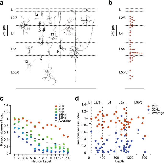 Response dynamics of rat barrel cortex neurons to repeated sensory ...