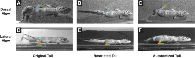 Lateral movements of a massive tail influence gecko locomotion: an ...