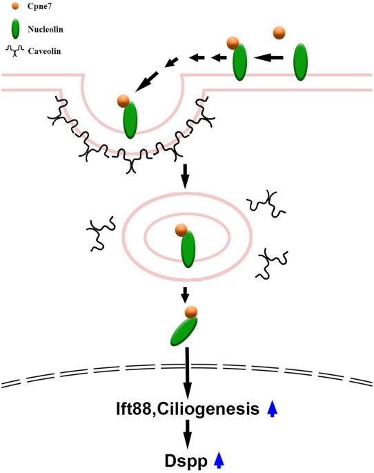 Copine-7 binds to the cell surface receptor, nucleolin, and regulates ...