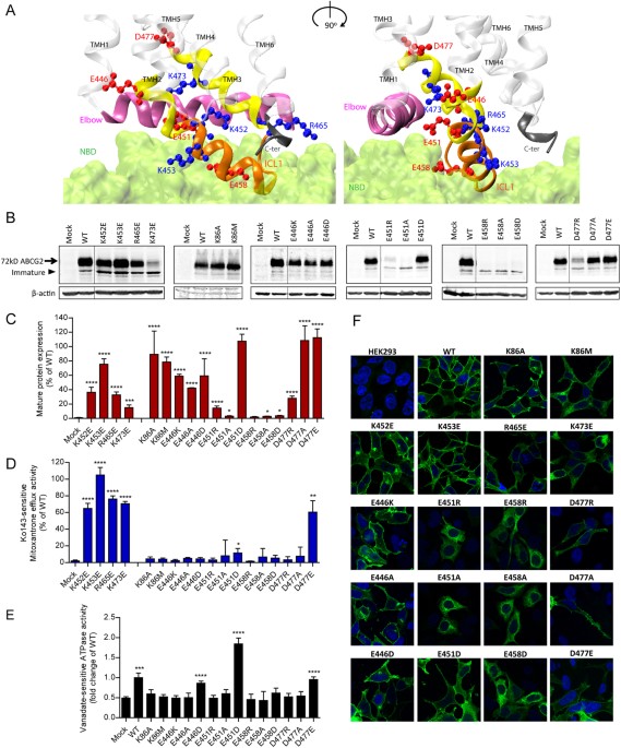 The structure of the human ABC transporter ABCG2 reveals a novel ...
