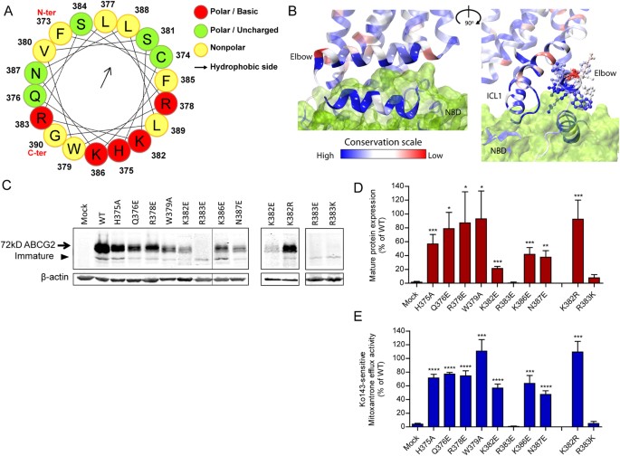 The structure of the human ABC transporter ABCG2 reveals a novel ...