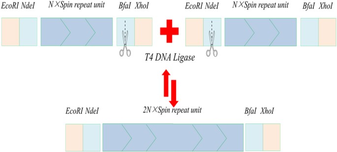 Metabolic engineering for recombinant major ampullate spidroin 2 (MaSp2 ...