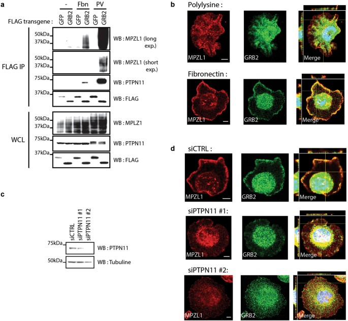 MPZL1 forms a signalling complex with GRB2 adaptor and PTPN11 ...