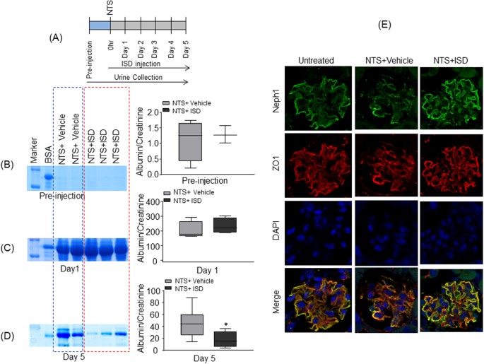 Targeting Neph1 and ZO-1 protein-protein interaction in podocytes ...