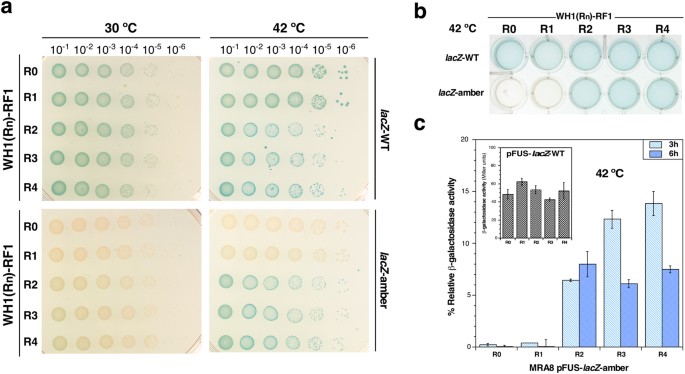 Enabling stop codon read-through translation in bacteria as a probe for ...