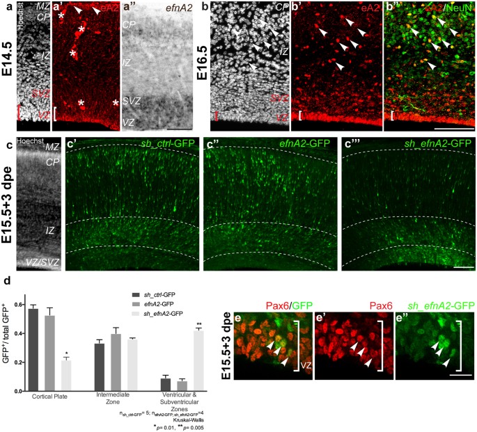 Ephrin-A2 regulates excitatory neuron differentiation and interneuron ...