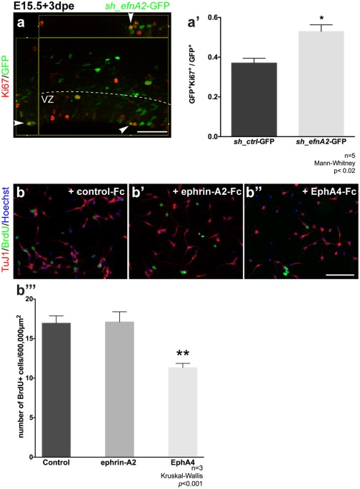 Ephrin-A2 regulates excitatory neuron differentiation and interneuron ...