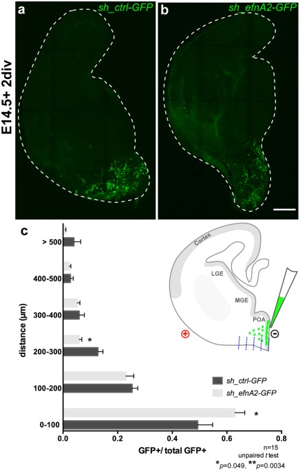Ephrin-A2 regulates excitatory neuron differentiation and interneuron ...