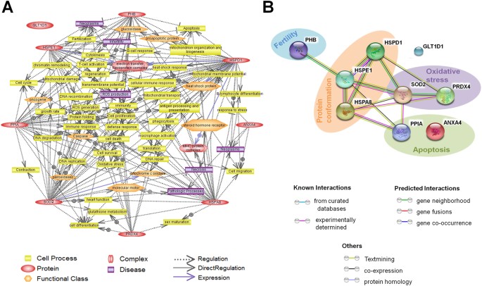 Bisphenol A Affects on the Functional Properties and Proteome of ...