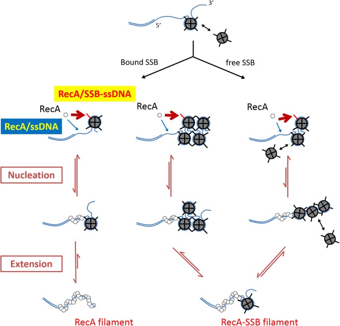 RecA-SSB Interaction Modulates RecA Nucleoprotein Filament Formation on ...