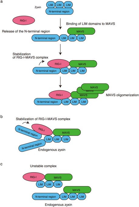 Zyxin stabilizes RIG-I and MAVS interactions and promotes type I ...