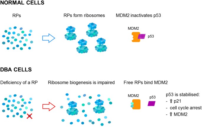 Lymphoblastoid cell lines from Diamond Blackfan anaemia patients ...