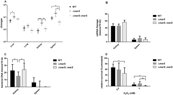 The Regulatory Small RNA MarS Supports Virulence of Streptococcus ...