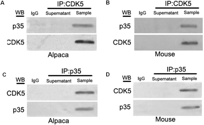 Functional Role of Cyclin-Dependent Kinase 5 in the Regulation of Melanogenesis and Epidermal ...