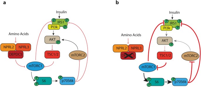 Knockout of the epilepsy gene Depdc5 in mice causes severe embryonic ...