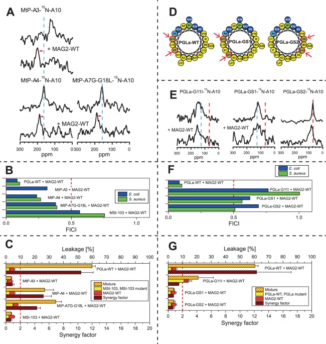Molecular mechanism of synergy between the antimicrobial peptides PGLa ...